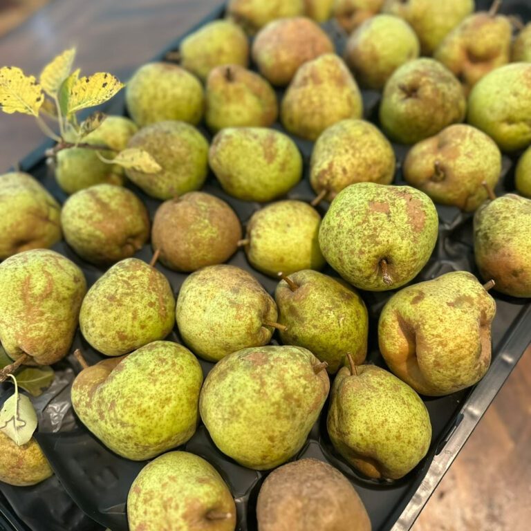 Home | Visit Pearland